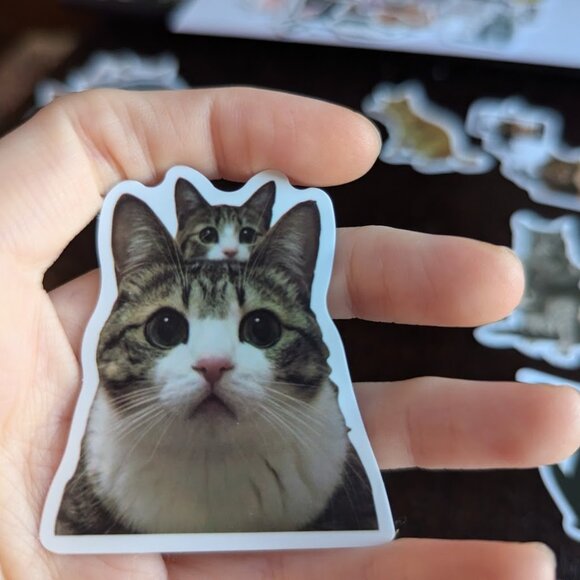 Other | Bundle Discount Cat And Kitten Silly Sticker | Poshmark
